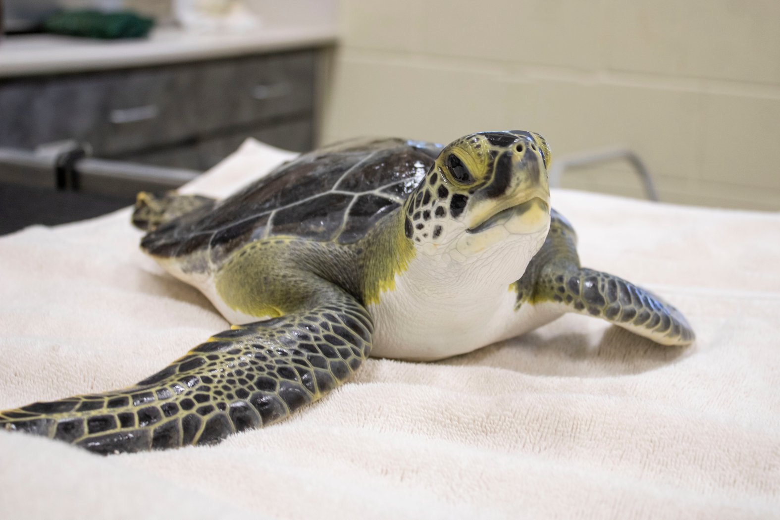 VET.CT Celebrates a Year of Sea Turtle Support | VET.CT