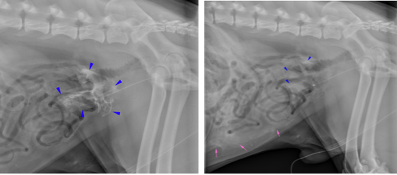 It's Your Case - 2yo Labrador Dog with abdominal pain after vehicular ...