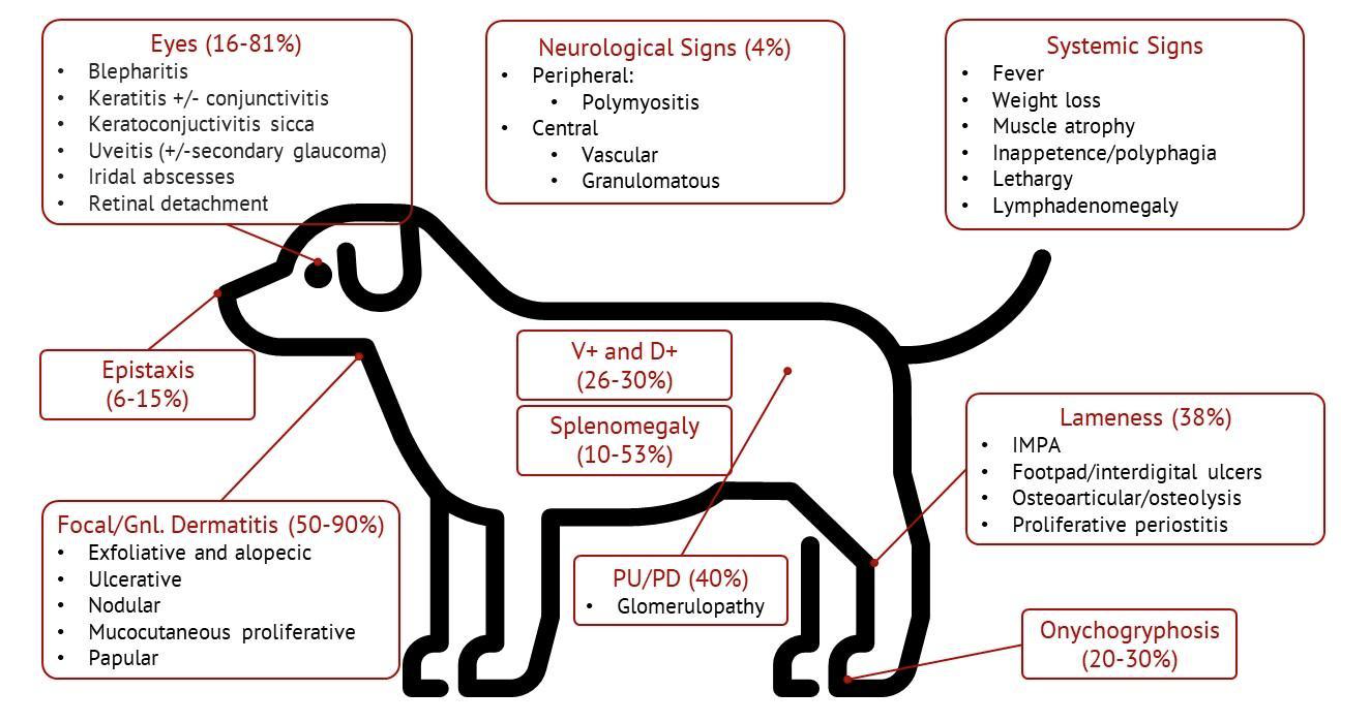 Diagnosis and treatment of Leishmania in dogs